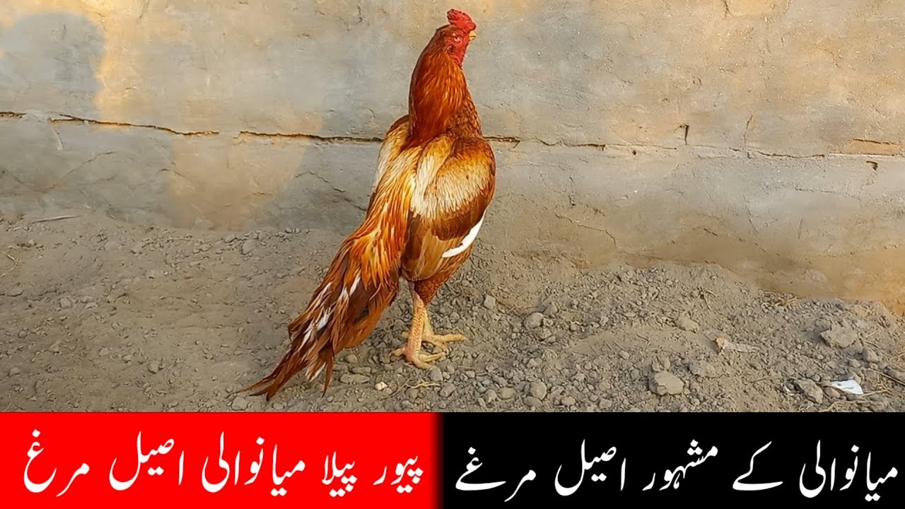 pure mianwali | peela mianwali aseel murg by Saeed aseel mianwali - YouTube