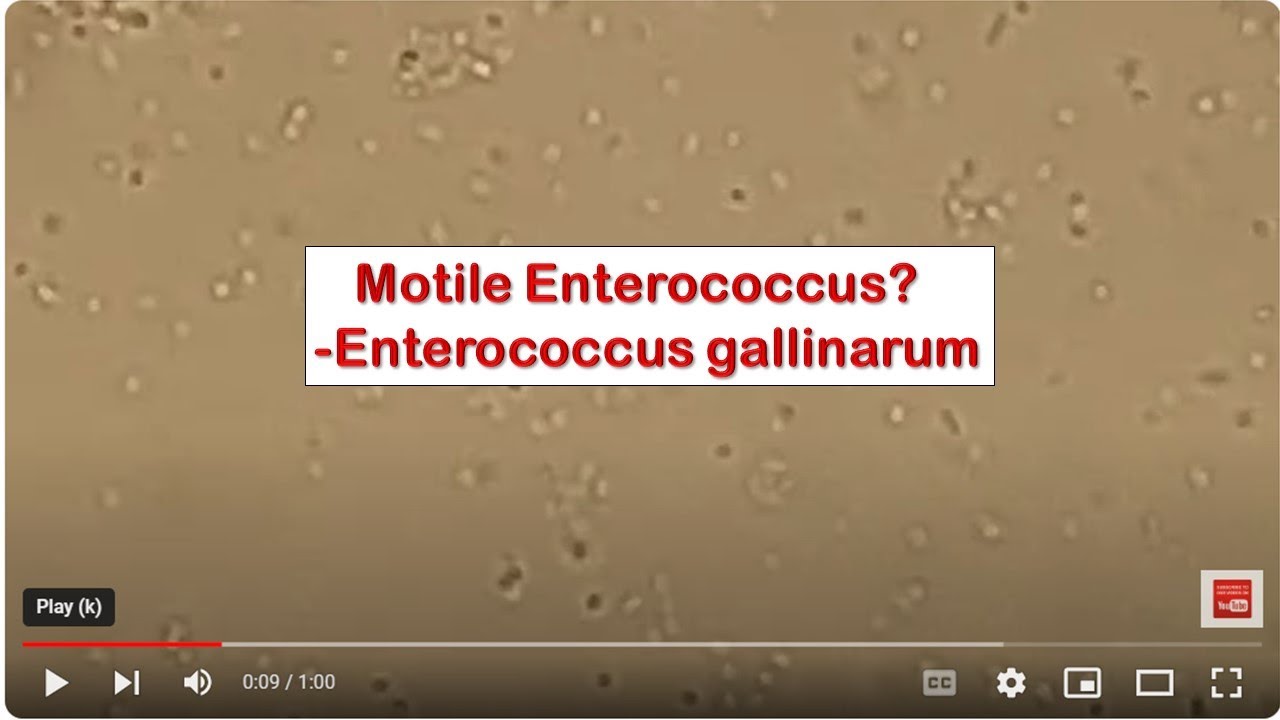 Enterococcus motility| Enterococcus gallinarum - YouTube