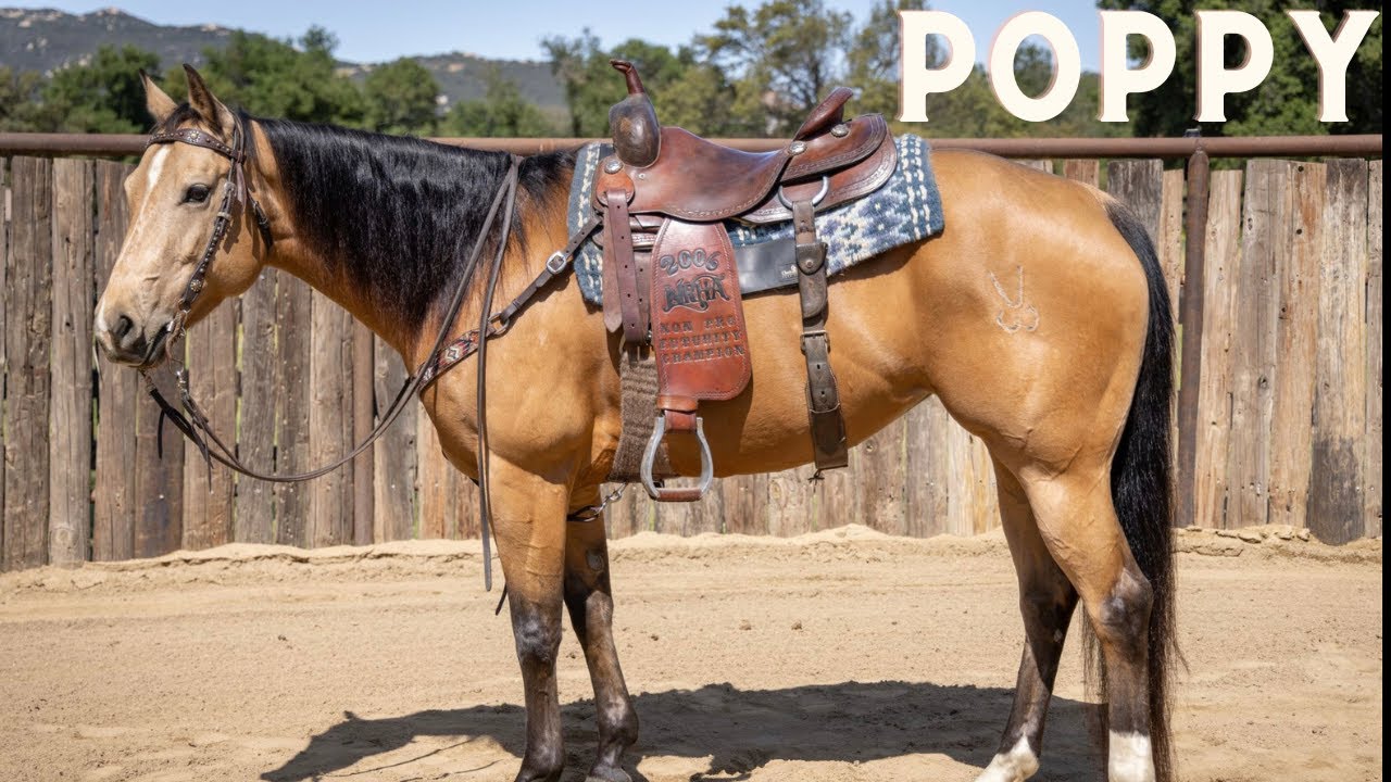 Meet Poppy: The Calm and Sweet Mare Perfect for Your Family | Trail ...