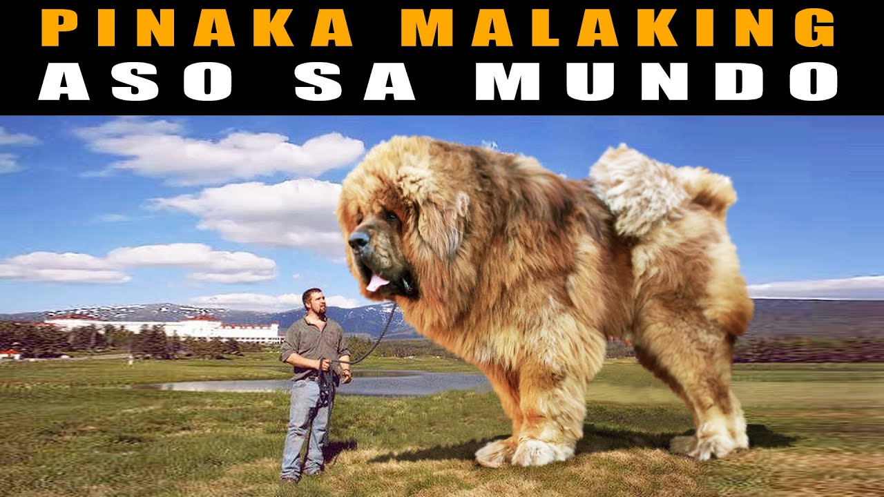 Pinakamalaking lahi ng Aso sa buong mundo | Largest dog in the world ...