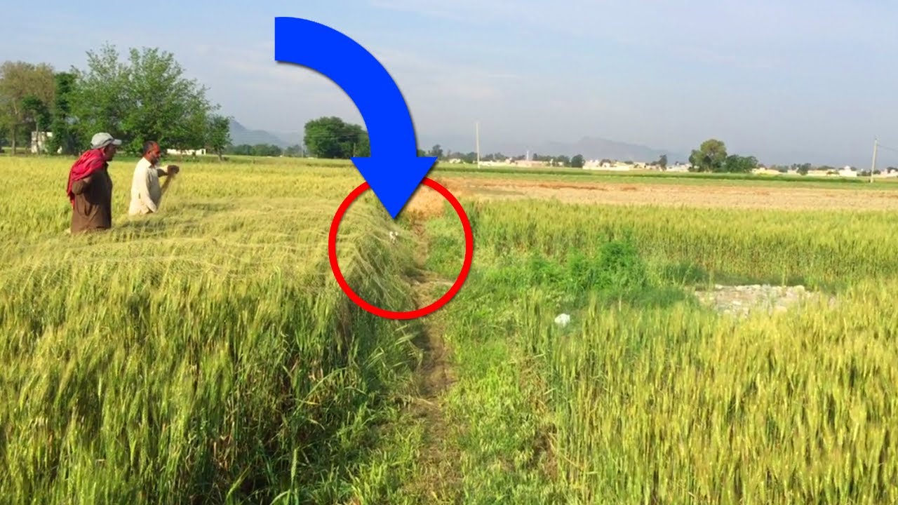 Hunting With Net | Birds Trap Hunting | Hunting In Pakistan - YouTube