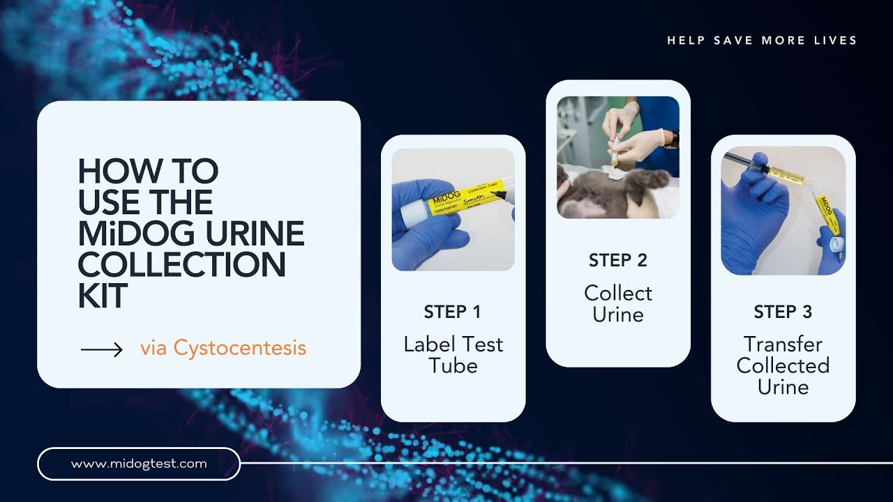 MiDOG Urine Collection Kit | Step-by-Step Guide for Veterinarians and ...
