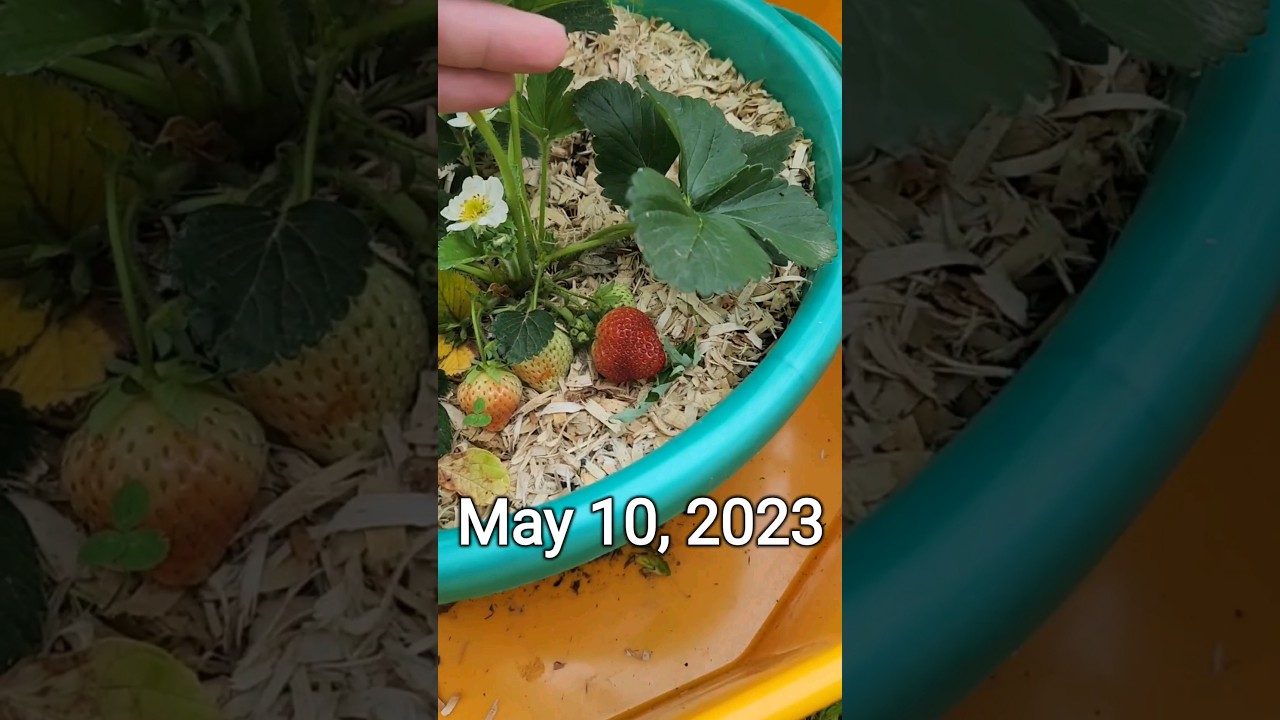 #shorts #strawberry #flowers #grow #garden #containergardening #mulch # ...