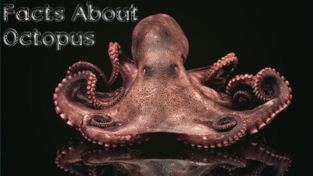 Octopus: Fascinating Facts About the Clever Cephalopod - YouTube