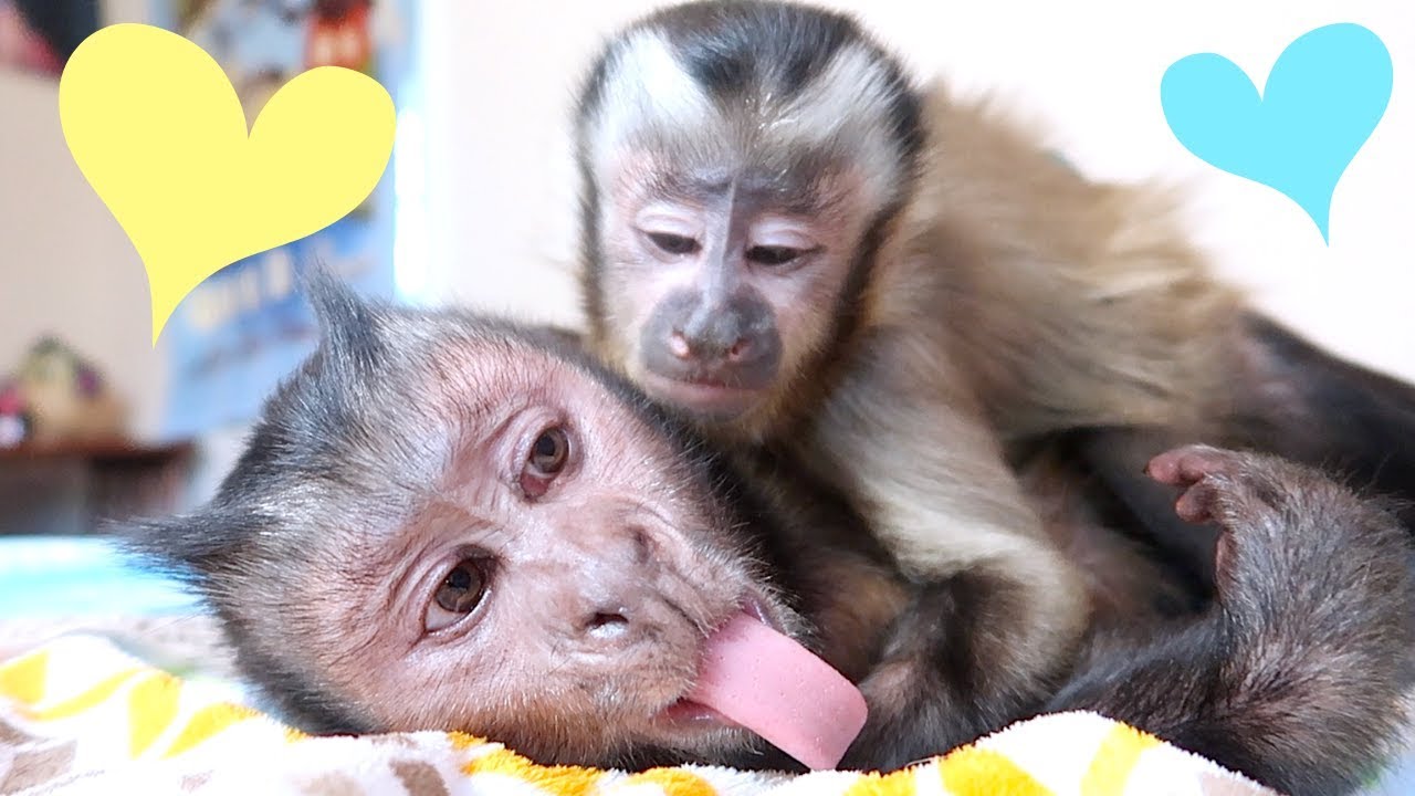 Cute Monkey Brothers Wrestling & LOVING! - YouTube