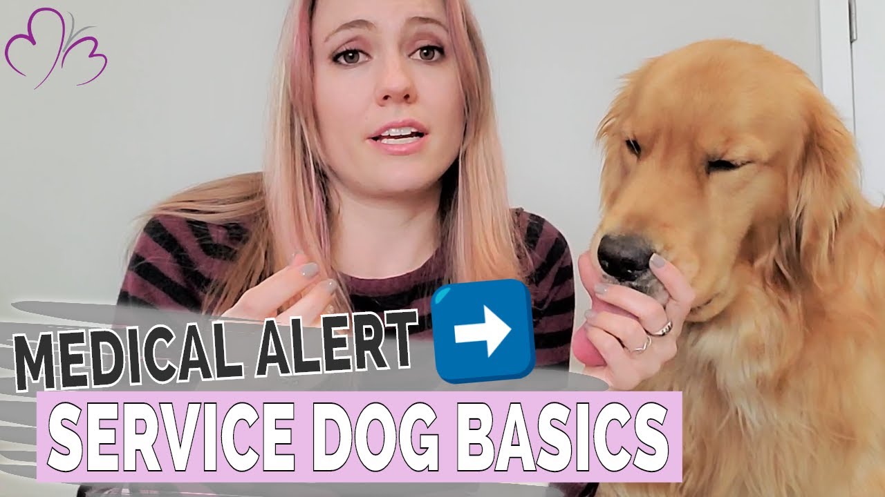 Medical Alert Service Dog 101 // The Basics - YouTube