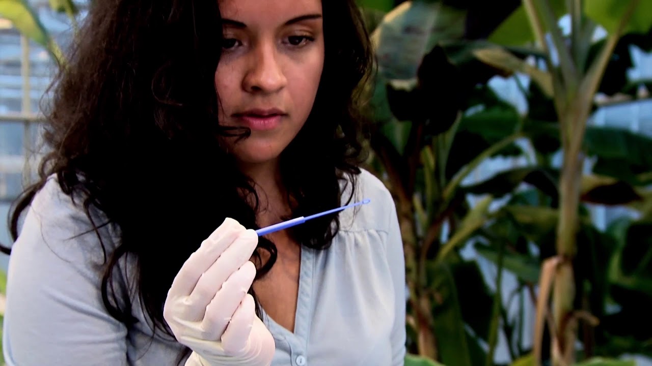Panama disease diagnostic in banana - YouTube