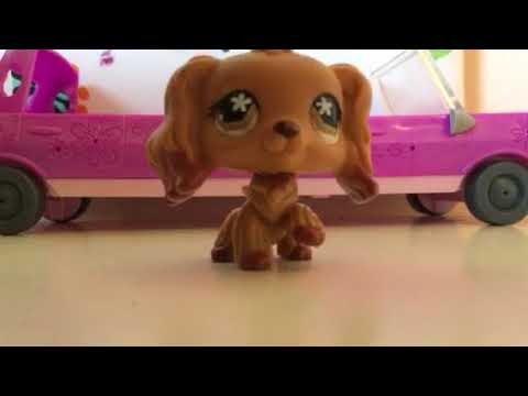All of my Lps cocker spaniels! - YouTube