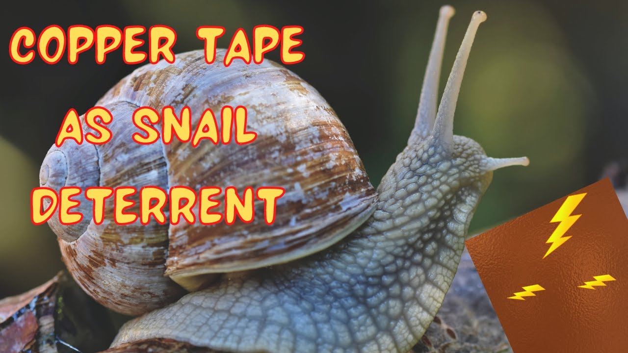 Copper Tape As Snail Deterrent - YouTube