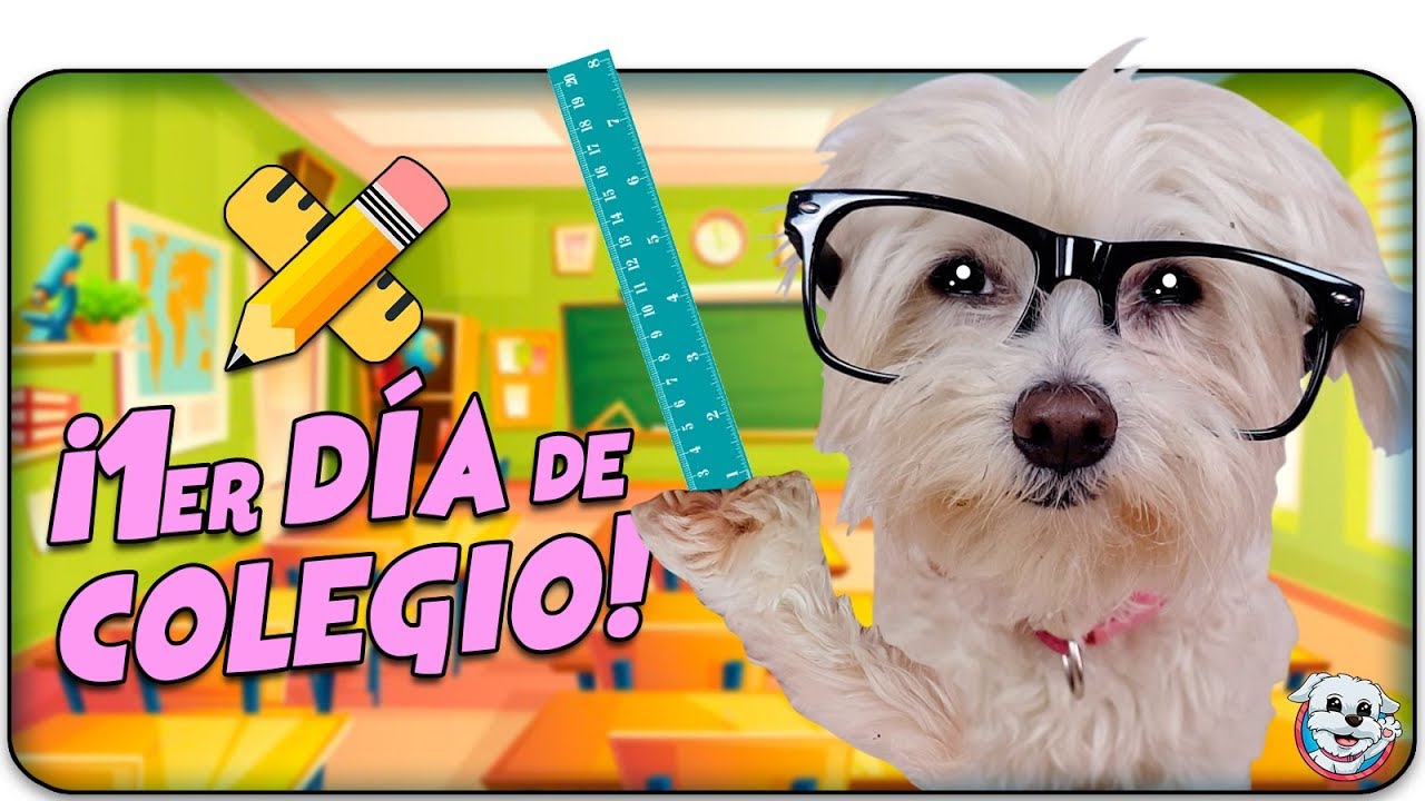 Primer día de COLE de mi PERRO! ️ Dasha esta SUPER ENFADADA!😡🐶Anima ...