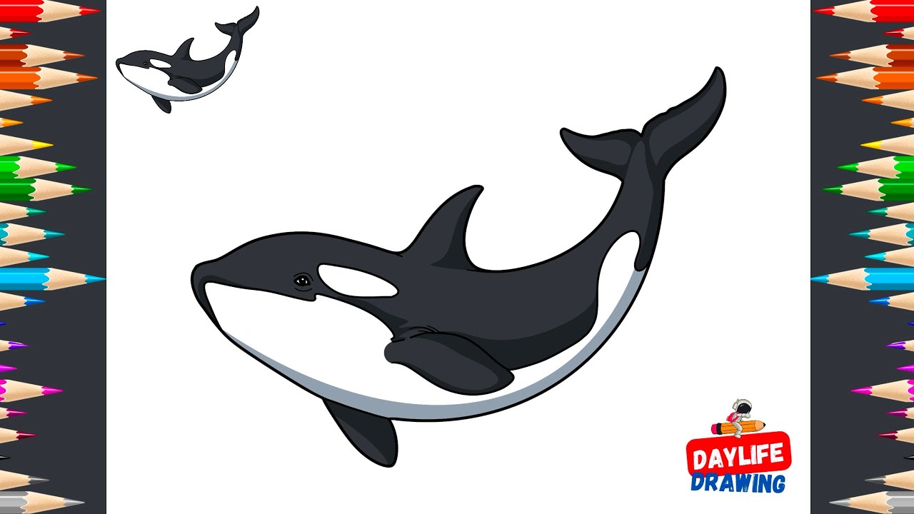 How to Draw a Killer Whale (Orca) | Step-by-Step Drawing Tutorial - YouTube