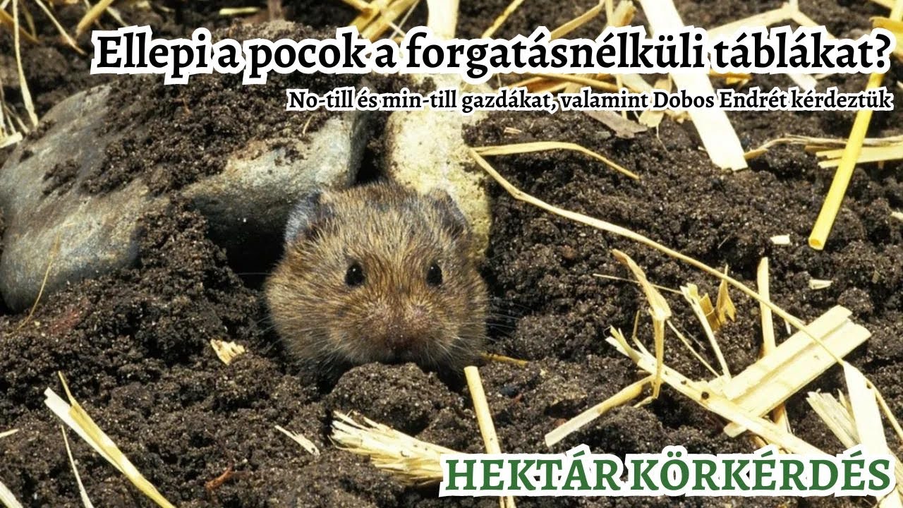 Ellepi a mezei pocok a forgatásnélküli táblákat? - Dobos Endre, és no ...