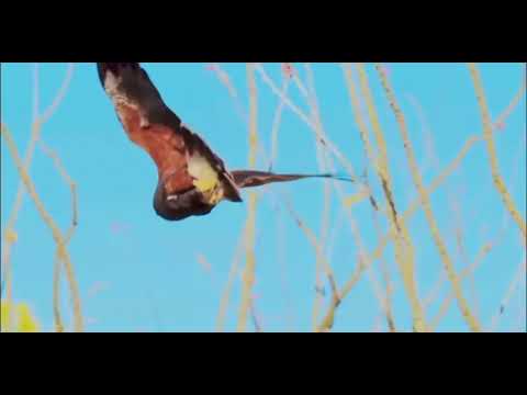 qara-qartal § ovlama zamani mohtesem goruntu