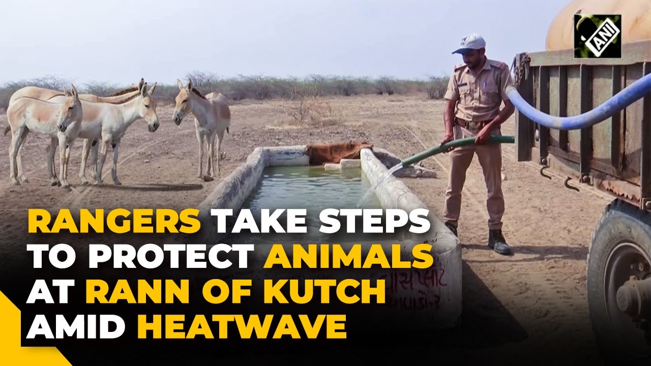 Gujarat Forest Guards in action to protect near-extinct species amid ...