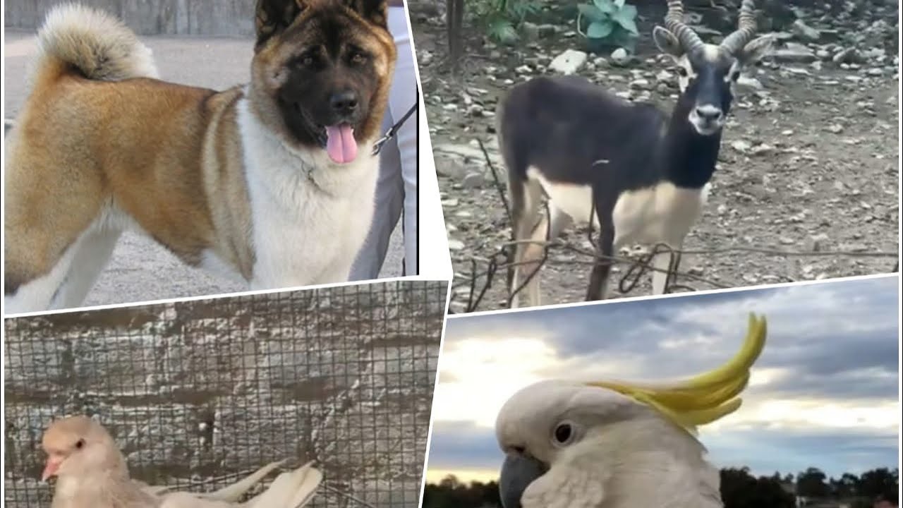 birds and animal mini zoo - YouTube