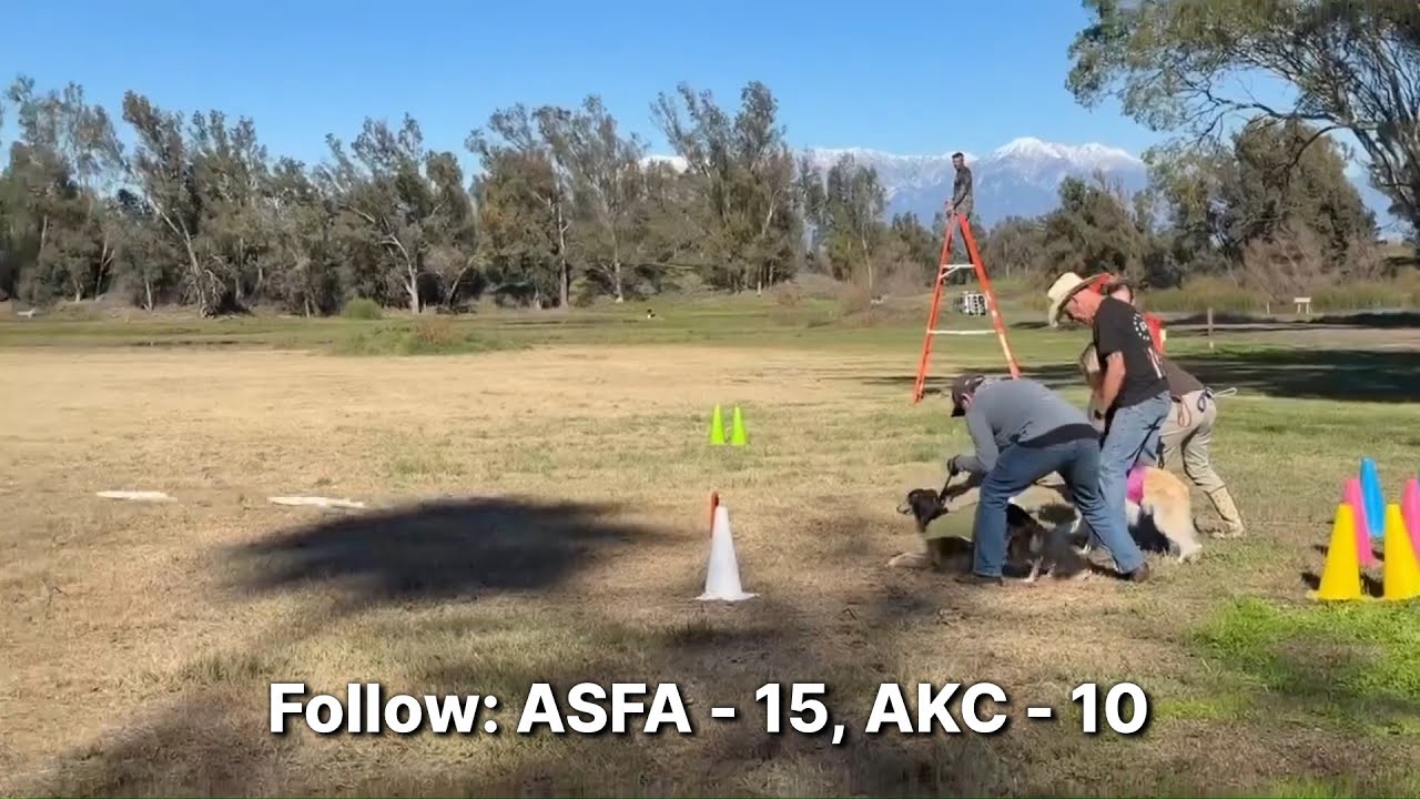 Lure Coursing - Scoring - YouTube