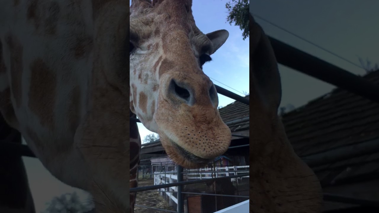 stanley the giraffe eating some lettuce - YouTube