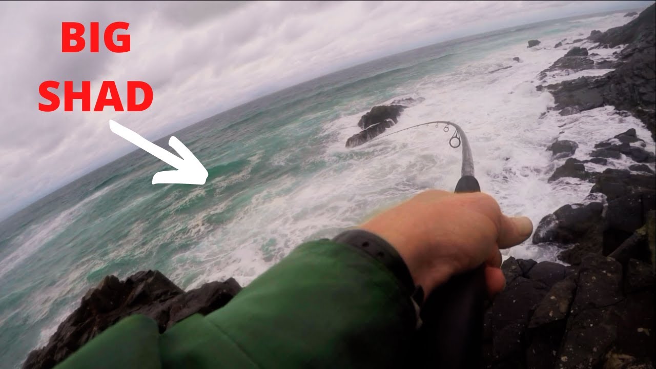 Best Bait For Shad Fishing In South Africa at Claude Harrod blog
