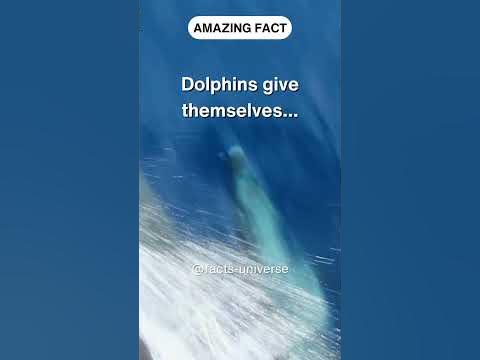 The Secret Language of Dolphins #shorts #dolphins #dolphincommunication ...