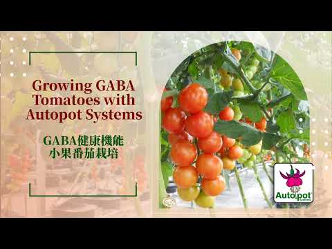 Growing GABA Tomatoes with Autopot Systems  GABA  健康機能小果番茄水耕栽培