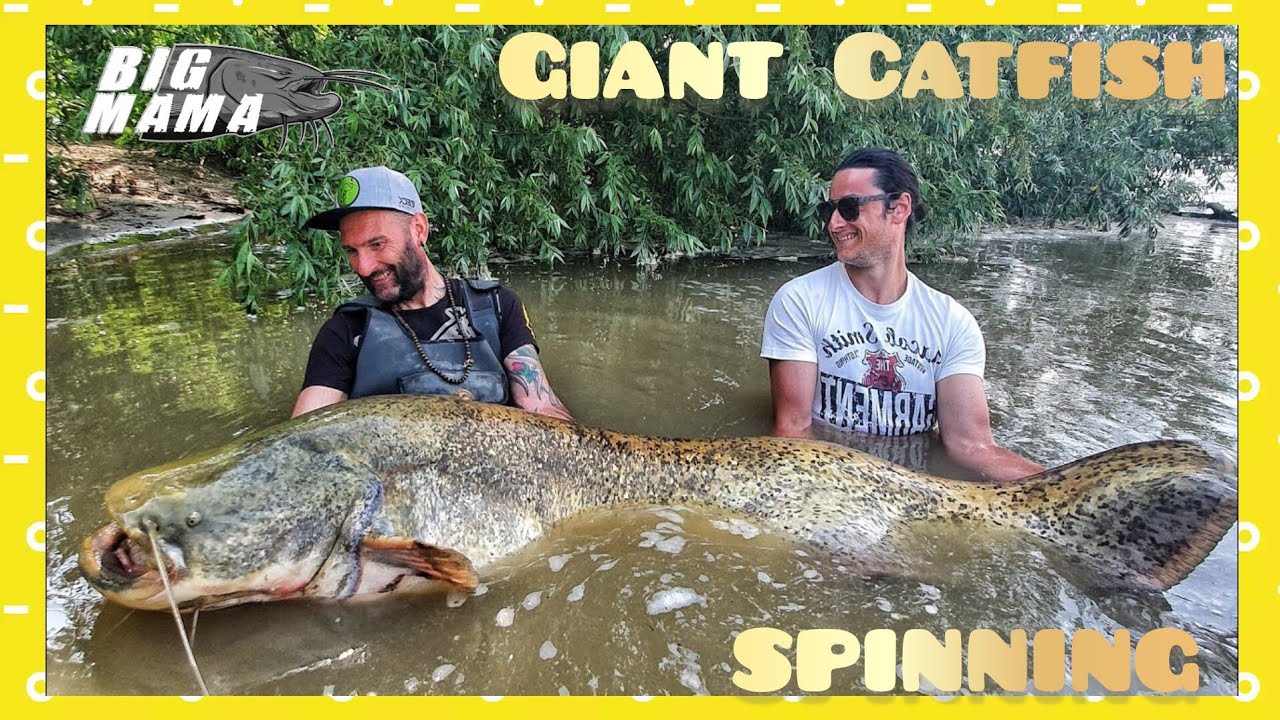 Incredible giant catfish 220 lbs with light spinning rod - 4K by ...