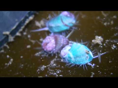 baby abalone in Connemara - YouTube