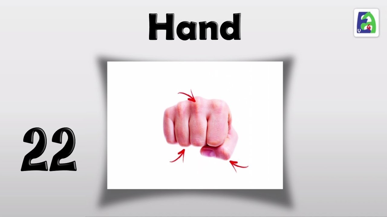 Hand Vocabulary - YouTube