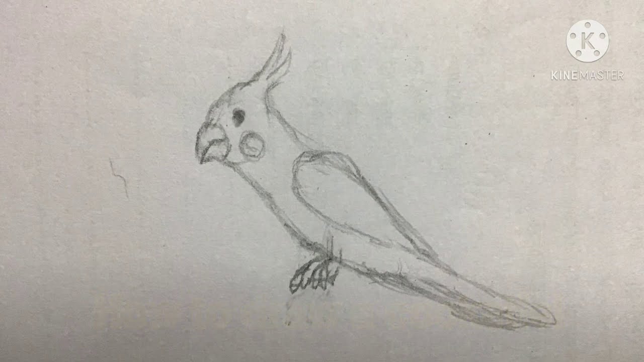 How to draw a cockatiel - YouTube