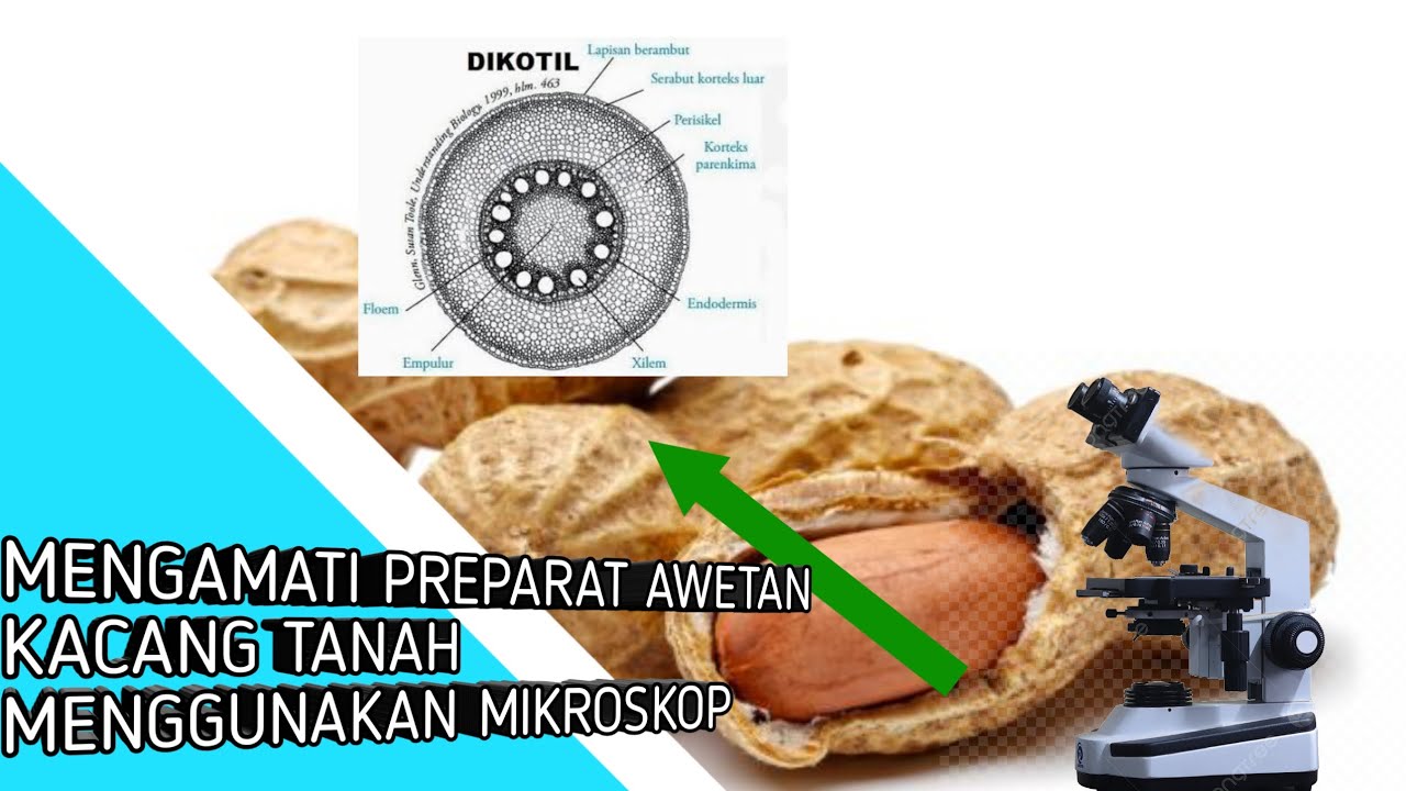 Mengamati Preparat Awetan Kacang Tanah Menggunakan Mikroskop - YouTube