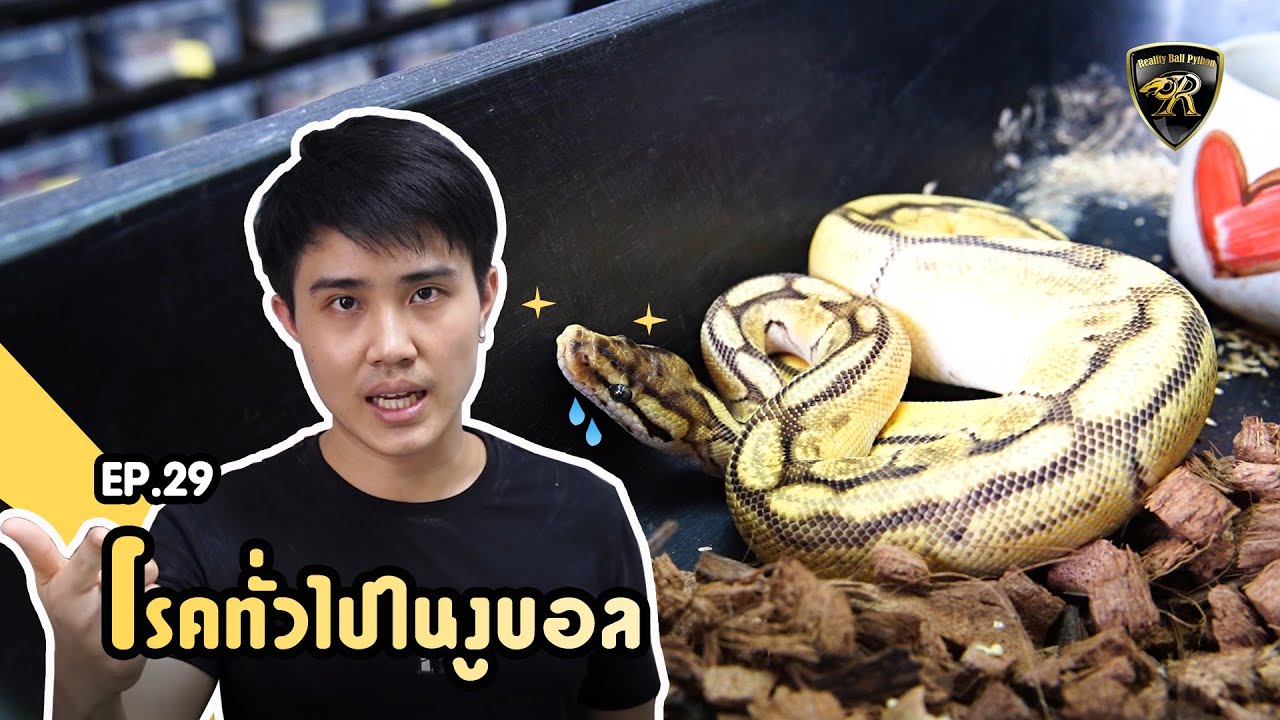 โรคทั่วไปในงูบอล Reality Ball Python [EP.29] - YouTube