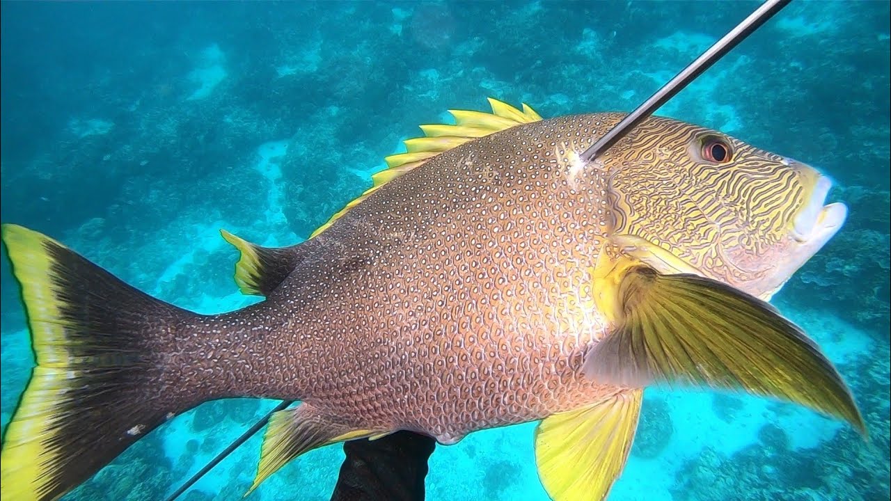 BEST WALL DIVE! || How to ATTRACT SNAPPERS! SPEARFISHING PHILIPPINES ...