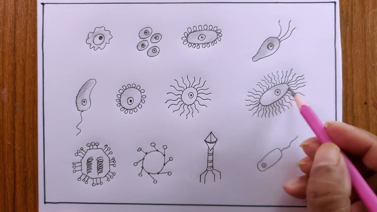 Pictures Of Different Types Of Microorganisms