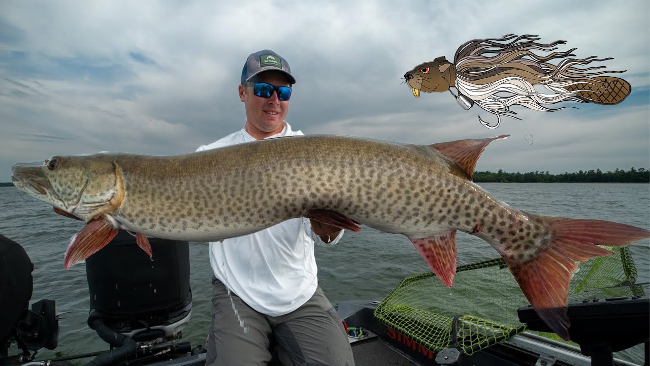 GIANT MUSKY CAUGHT ON A BEAVER! (Free giveaway) - YouTube