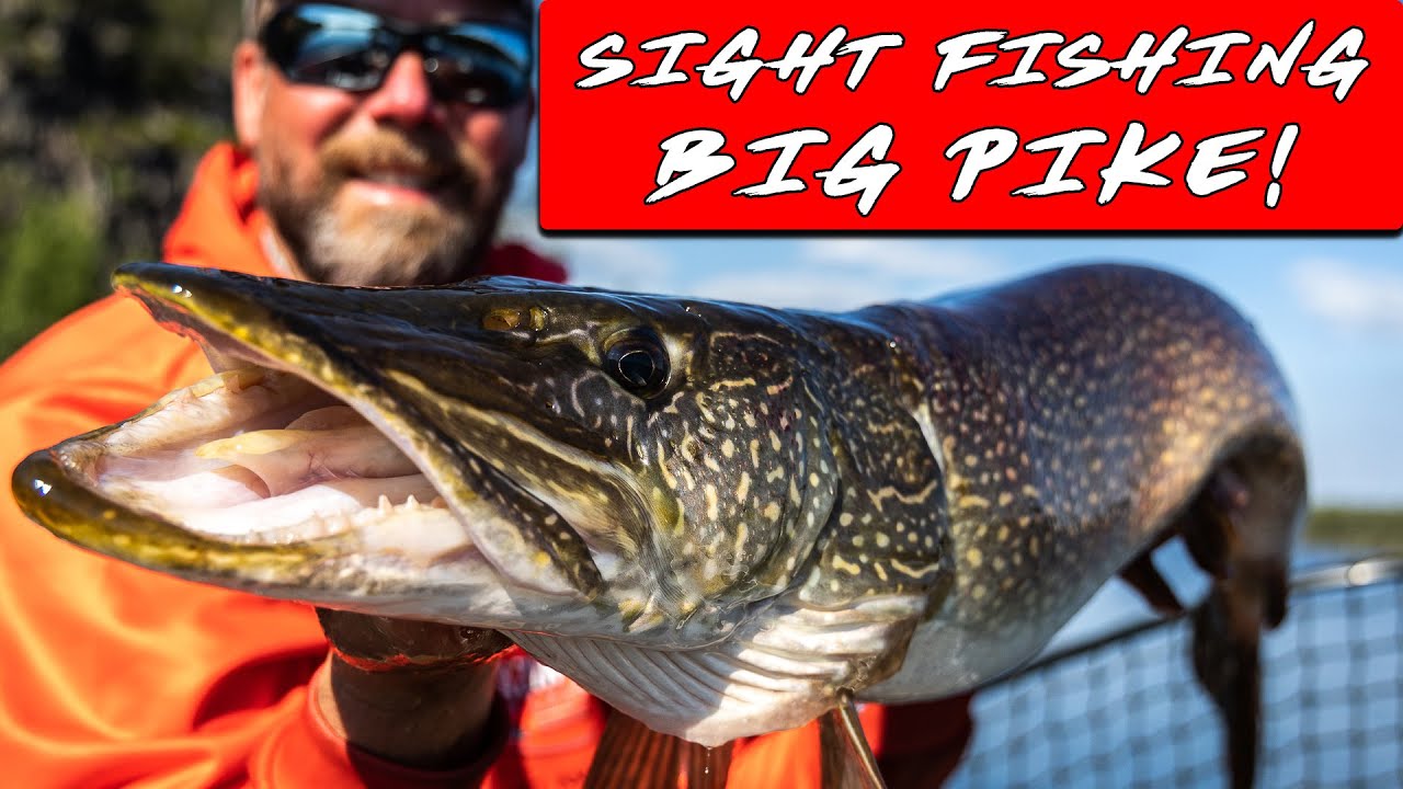 Sight Fishing Big Pike! - YouTube