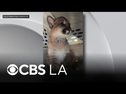 Injured mountain lion cub found on LA County street being rehabilitated in Northern California