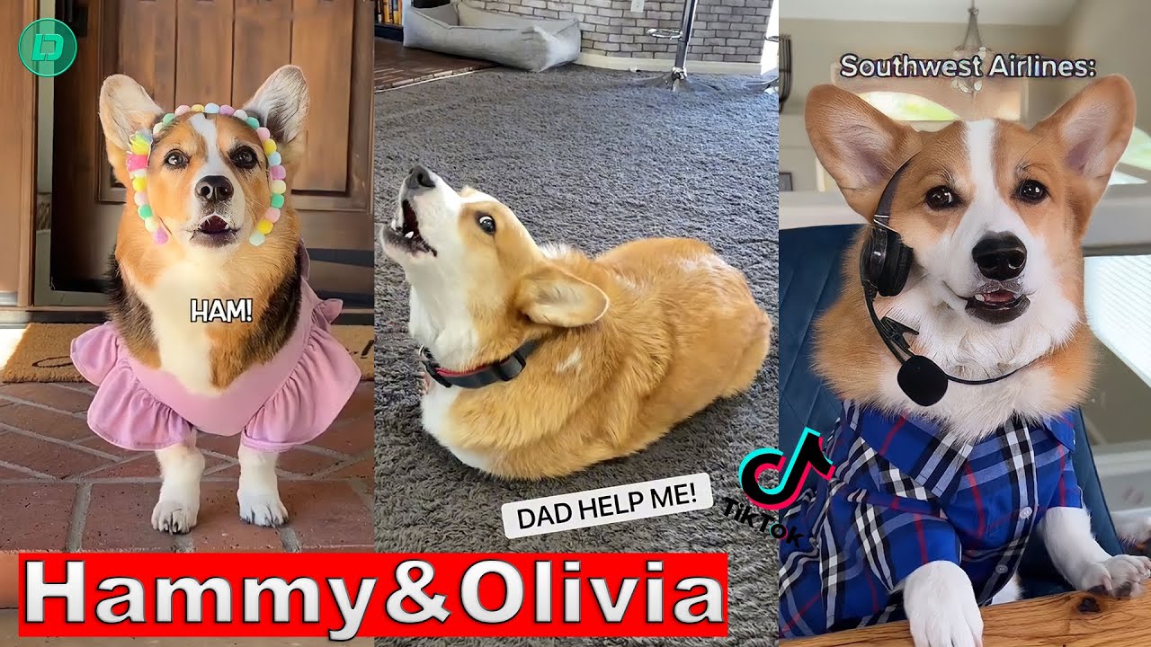 Hammy & Olivia Best TikTok Videos 2023 | New Hammy and Olivia Corgi ...