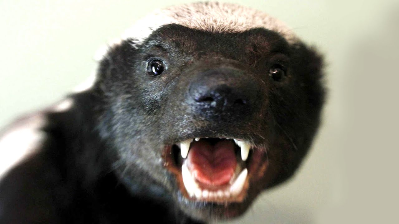 The Honey Badger’s Secret Superpowers: Venom Proof and Fearless! - YouTube