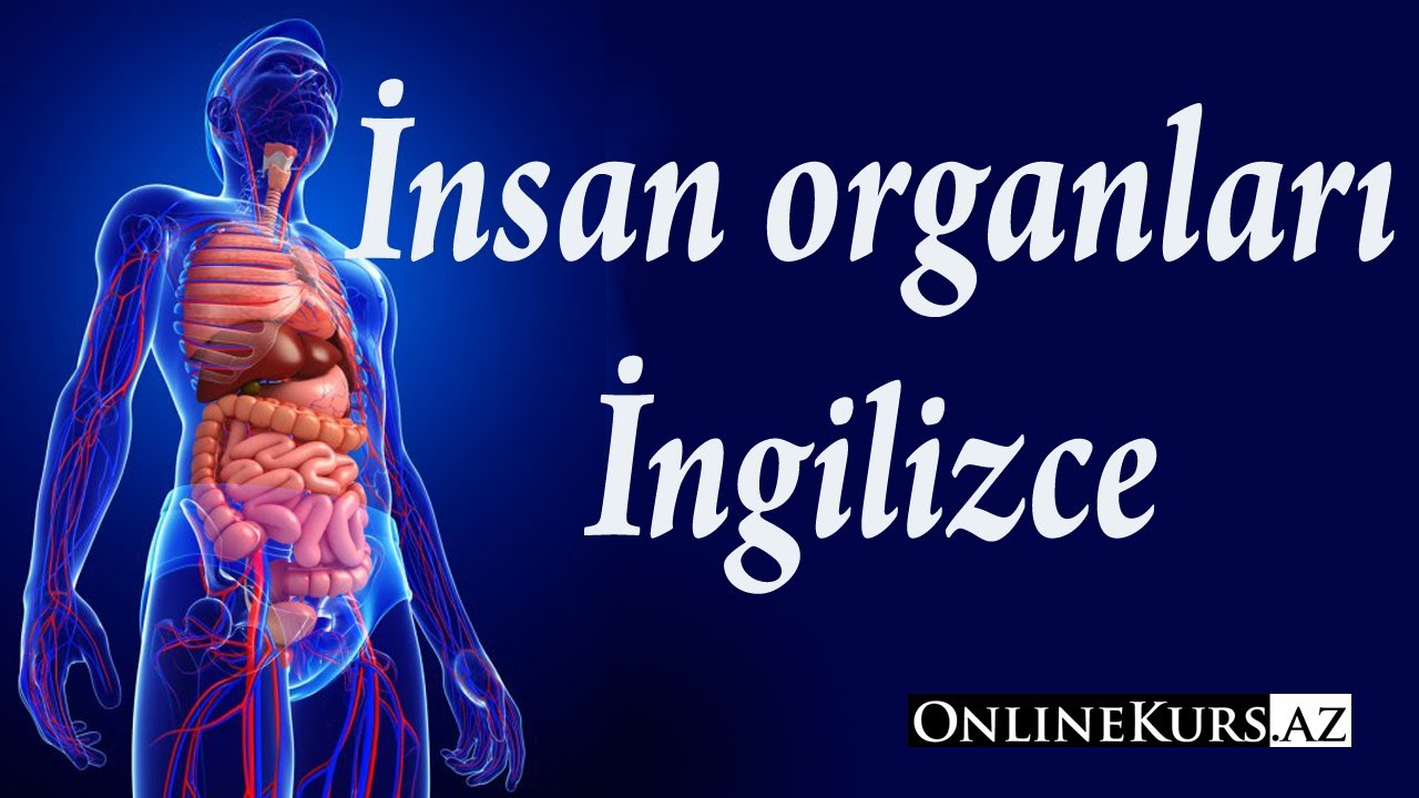 İnsan organları ingilizce - YouTube