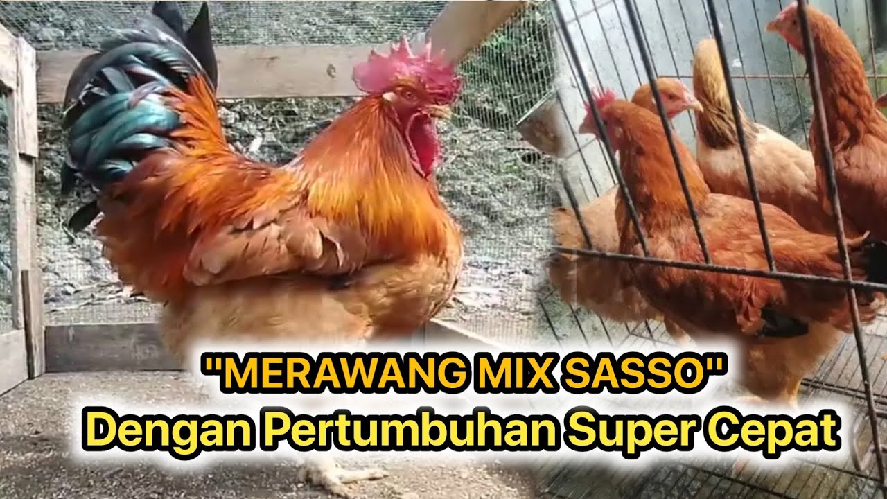 AYAM MERAWANG MIX SASSO GEMUK - GEMUK // SUPORT PERSILANGAN CETAK AYAM ...