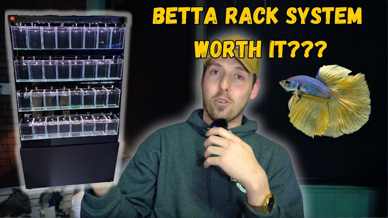 AWESOME Betta Fish Rack In Our *FISH STORE* - YouTube