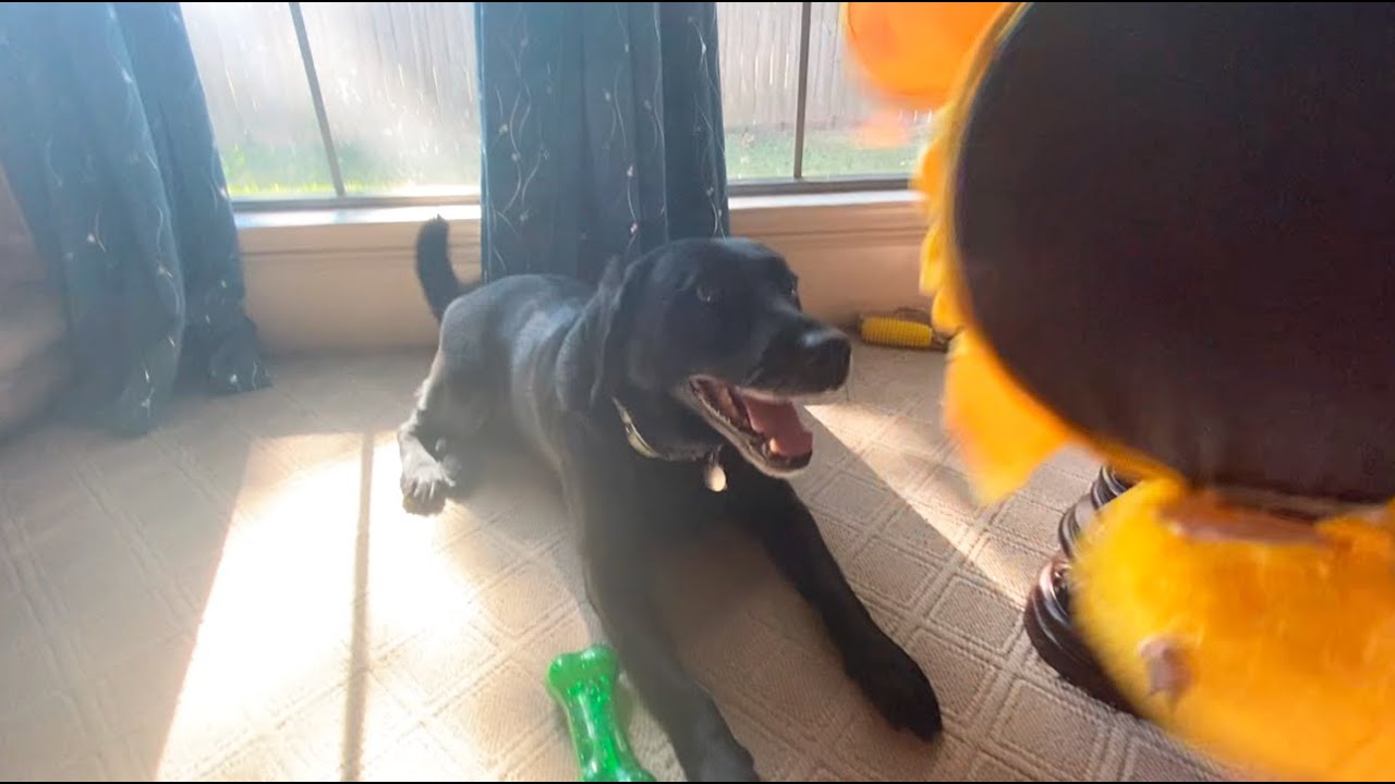 Shadow Loves Playing With Toys - YouTube