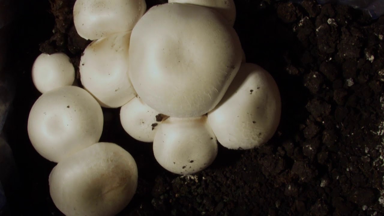 Banken Champignons Betriebsfilm - YouTube