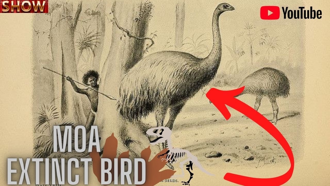 Moa: Extinct bird - YouTube