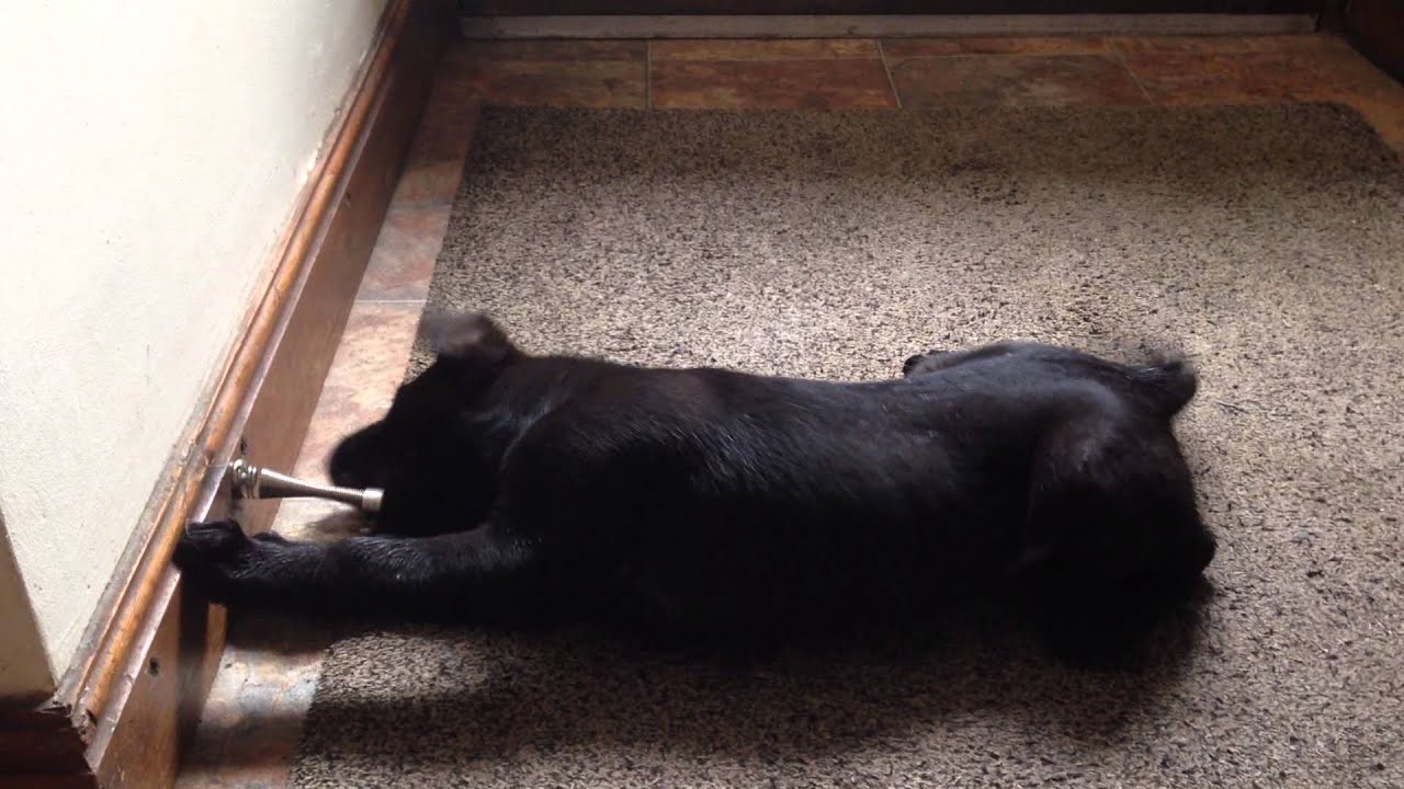 Kelly the Killer Hound!! Black Labrador Puppy vs Door Stop - YouTube