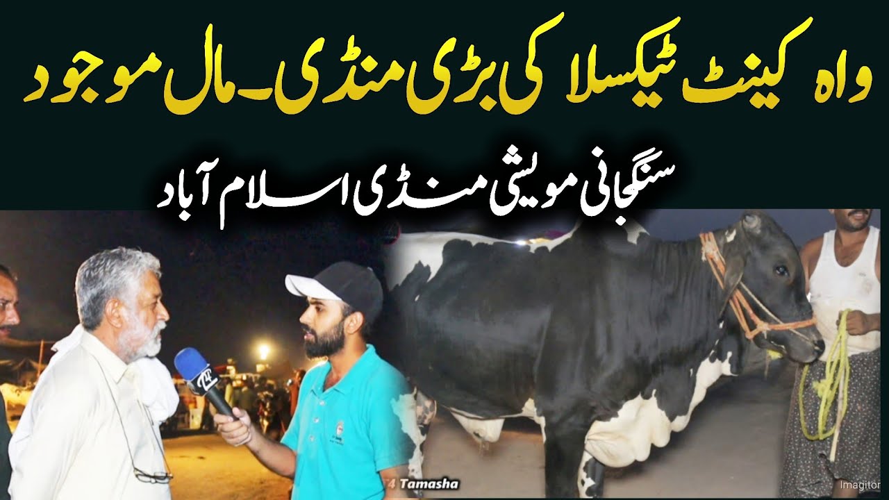 sangjani Cow Mandi latest updates - Fateh jang bulls 2023 - bakra Mandi ...