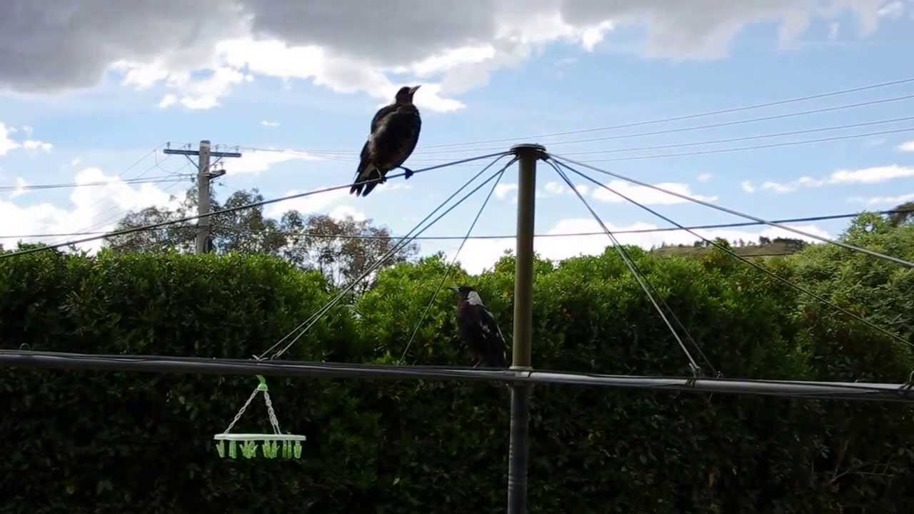 Magpies singing on the clothesline.. - YouTube