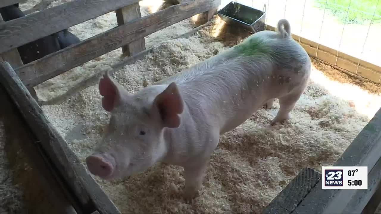 Livestock overheating concerns at Stephenson County Fair - YouTube