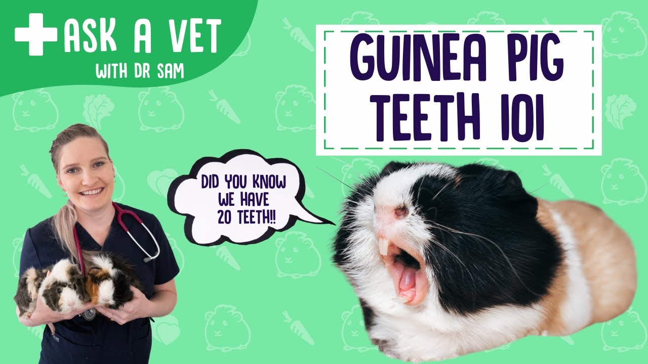 All about Guinea Pig Teeth - YouTube