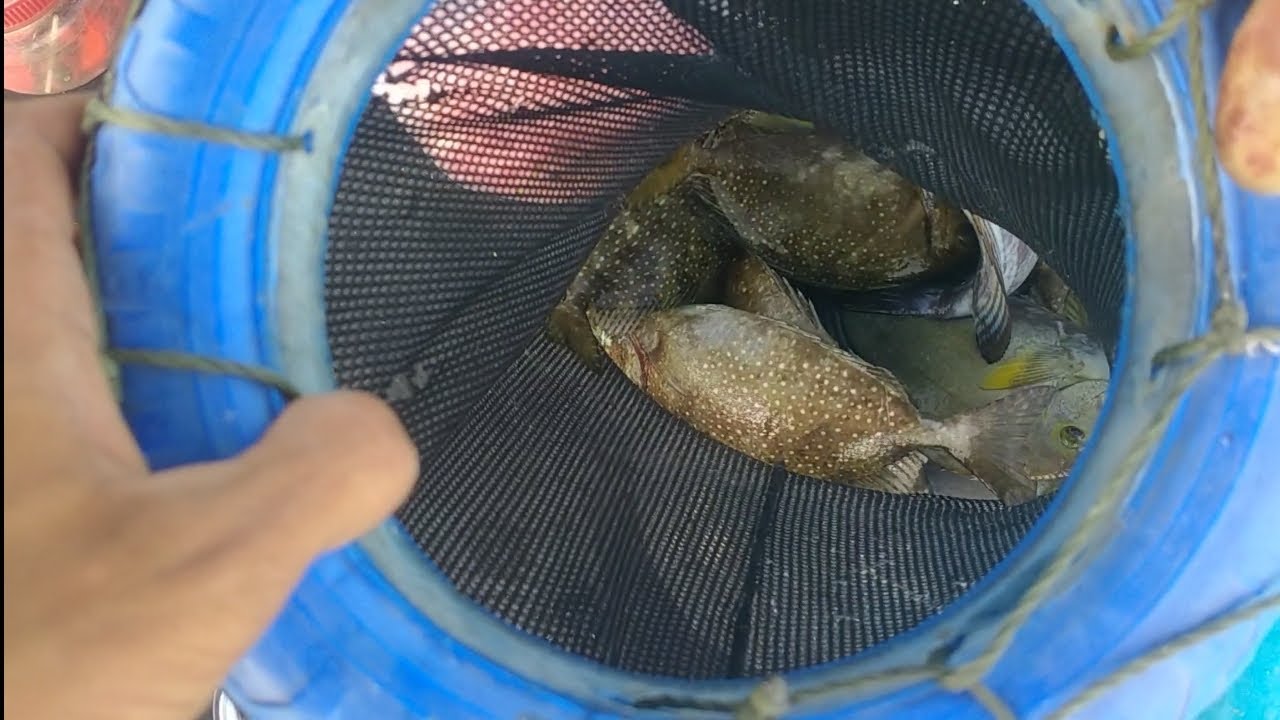 Mancing Baronang & sensasi lingkis power di dermaga kedonganan - YouTube