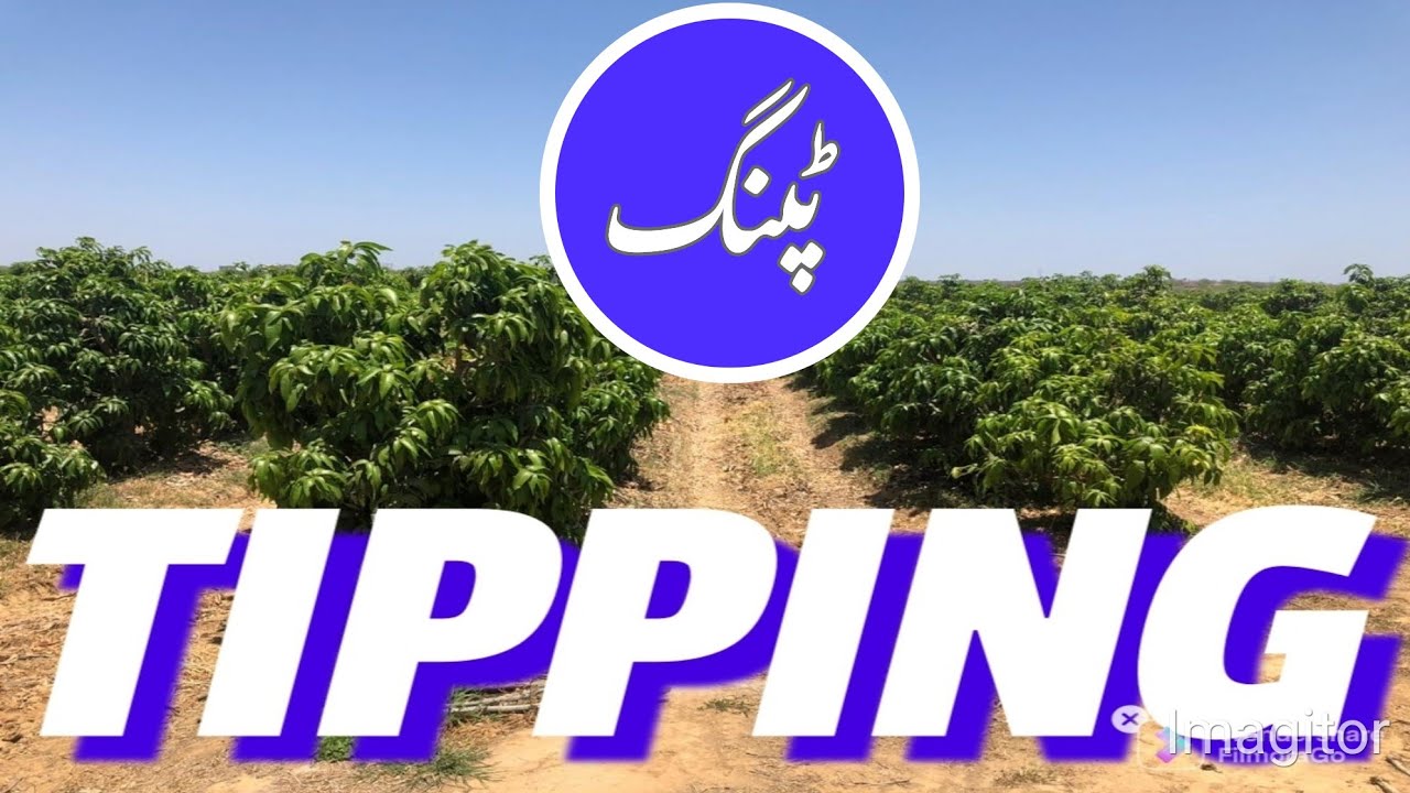 Tipping in mango (Double Hedge Row System) - YouTube